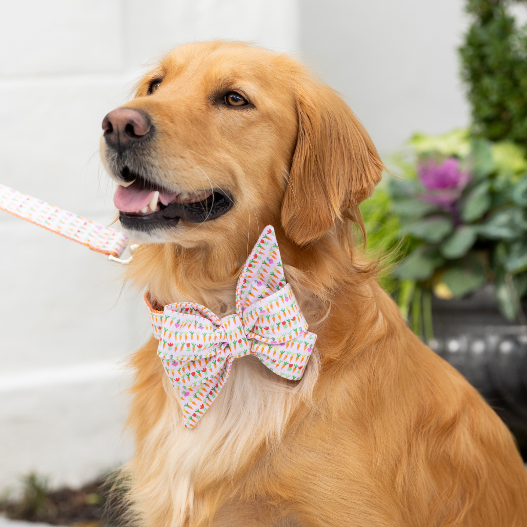 Belle Bow Dog Collars | Crew LaLa