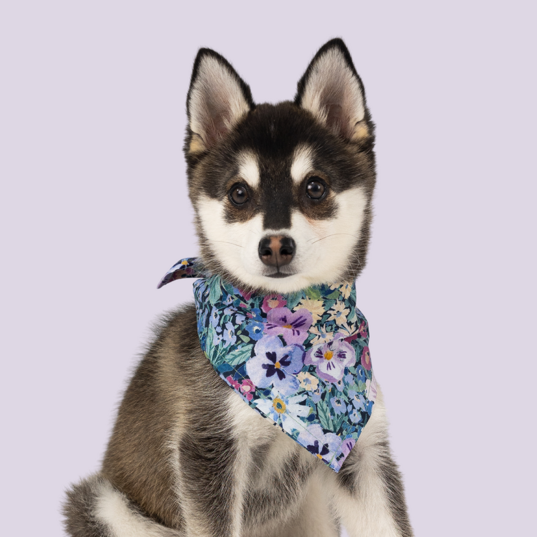 Belle Bow Dog Collars | Crew LaLa