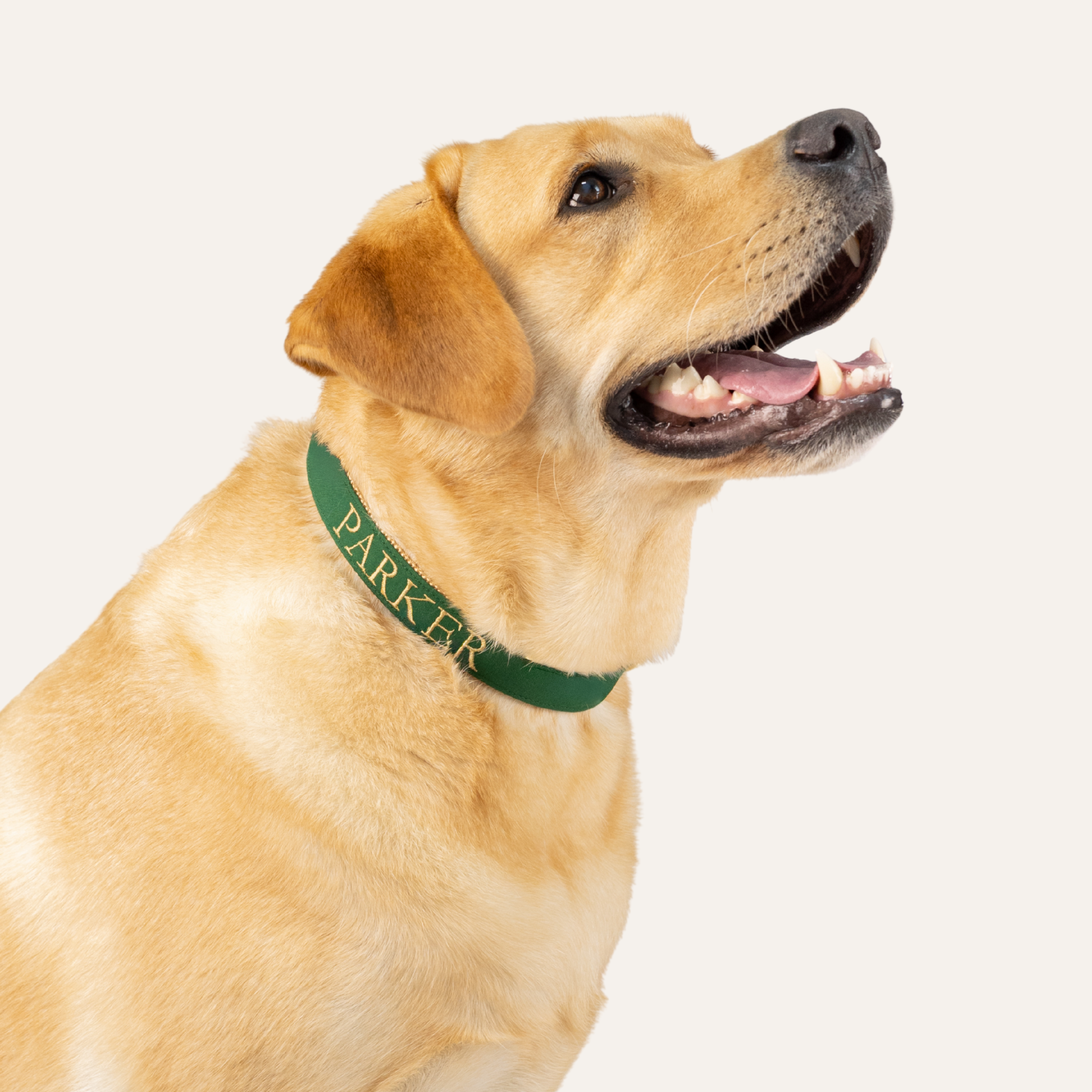 Belle Bow Dog Collars | Crew LaLa