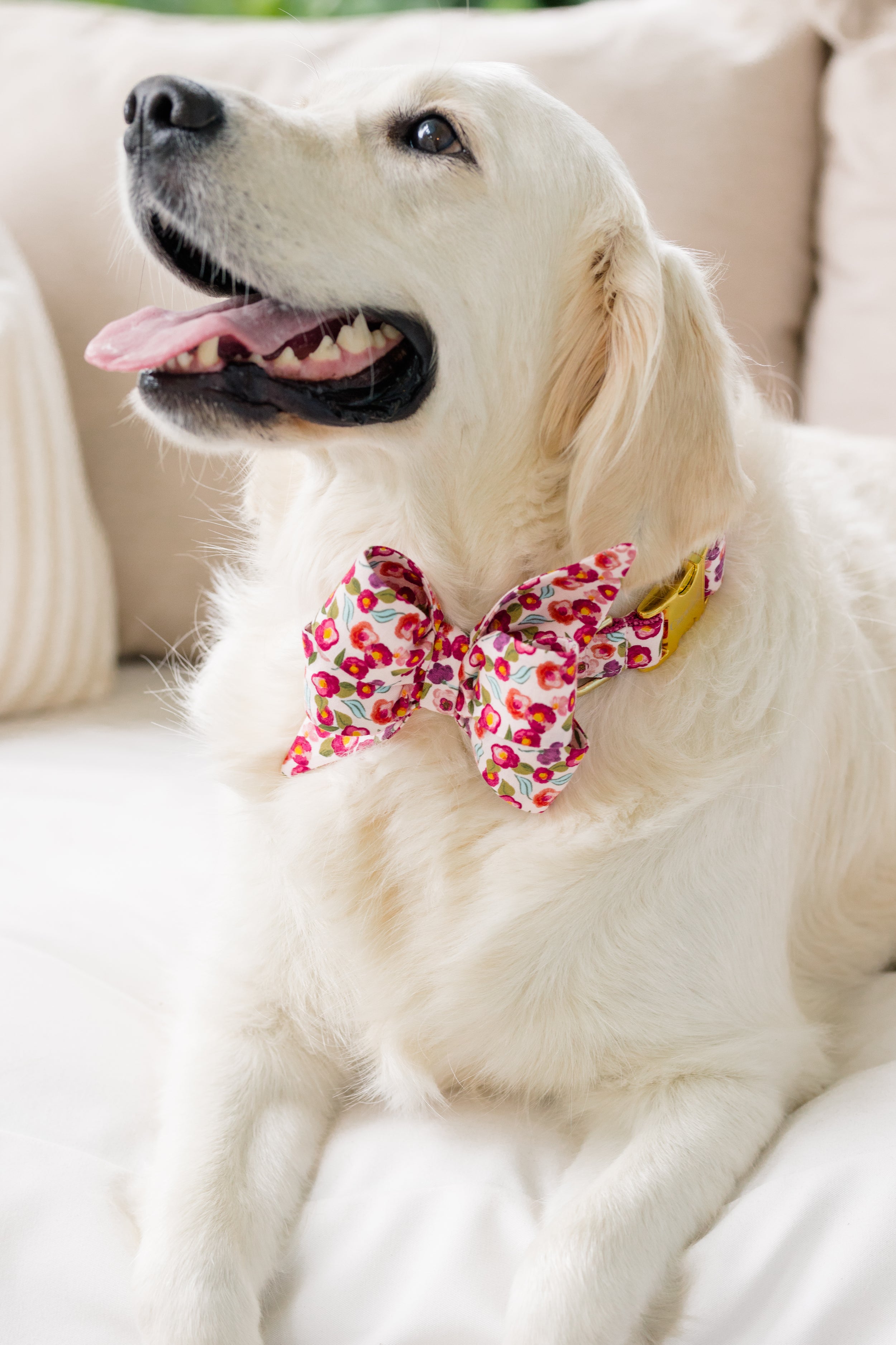 American Made Dog Collars, Bow Ties, Girl Bows, & Leashes