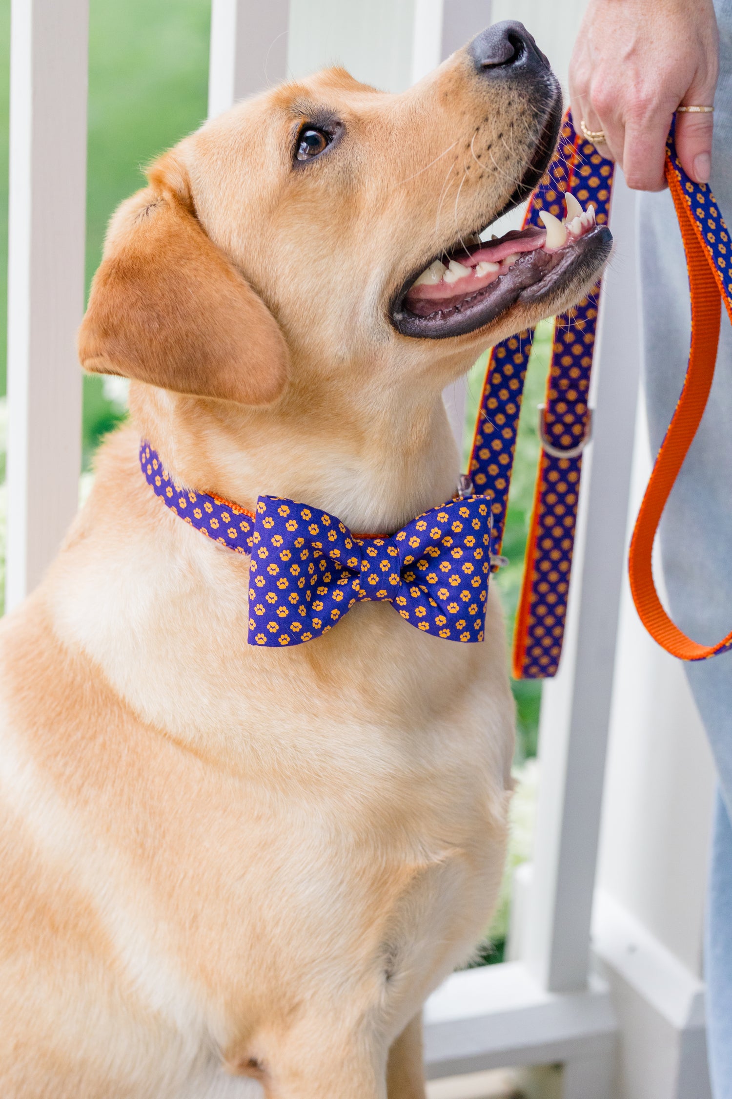 American Made Dog Collars, Bow Ties, Girl Bows, & Leashes