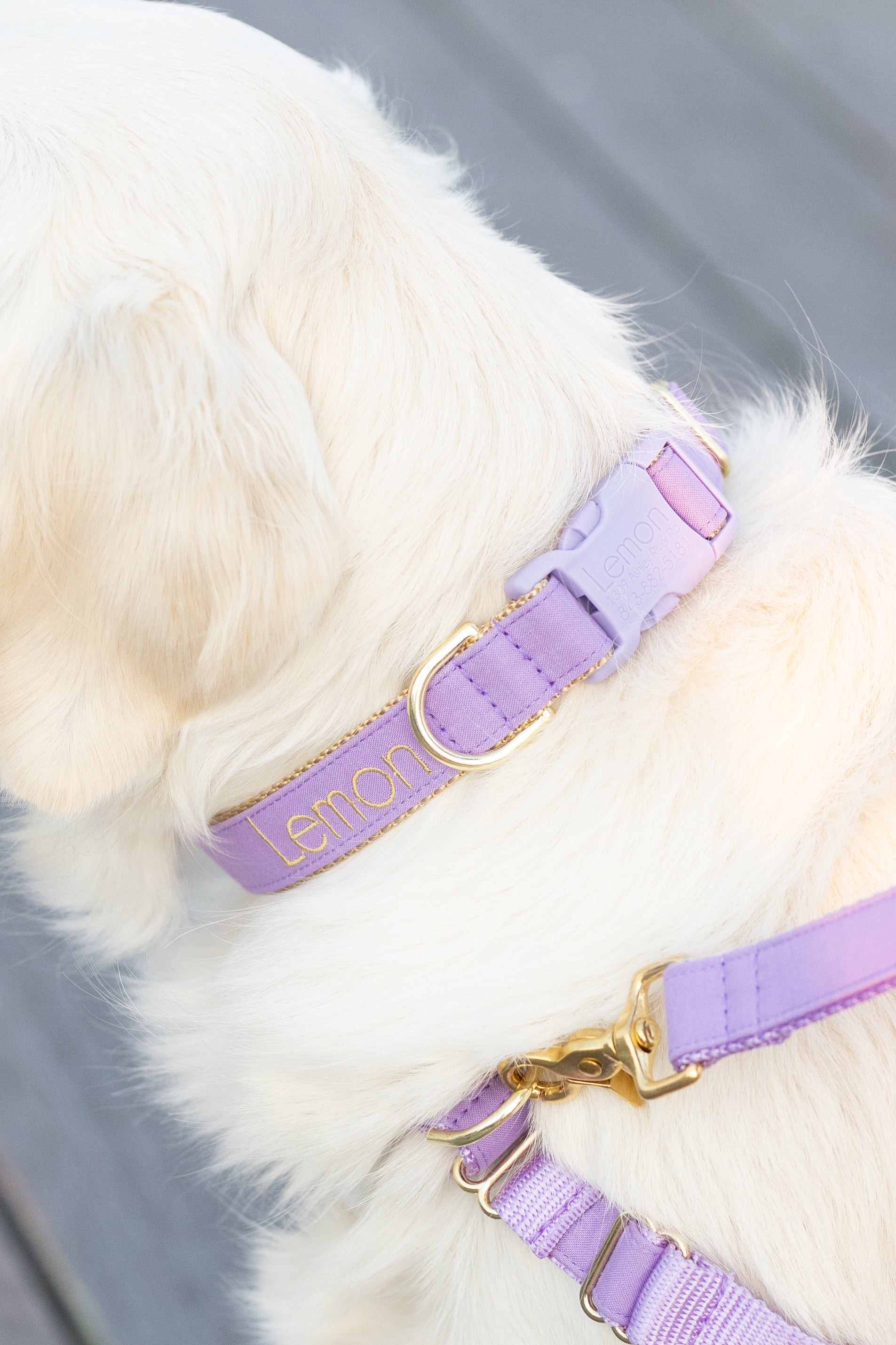 American Made Dog Collars, Bow Ties, Girl Bows, & Leashes