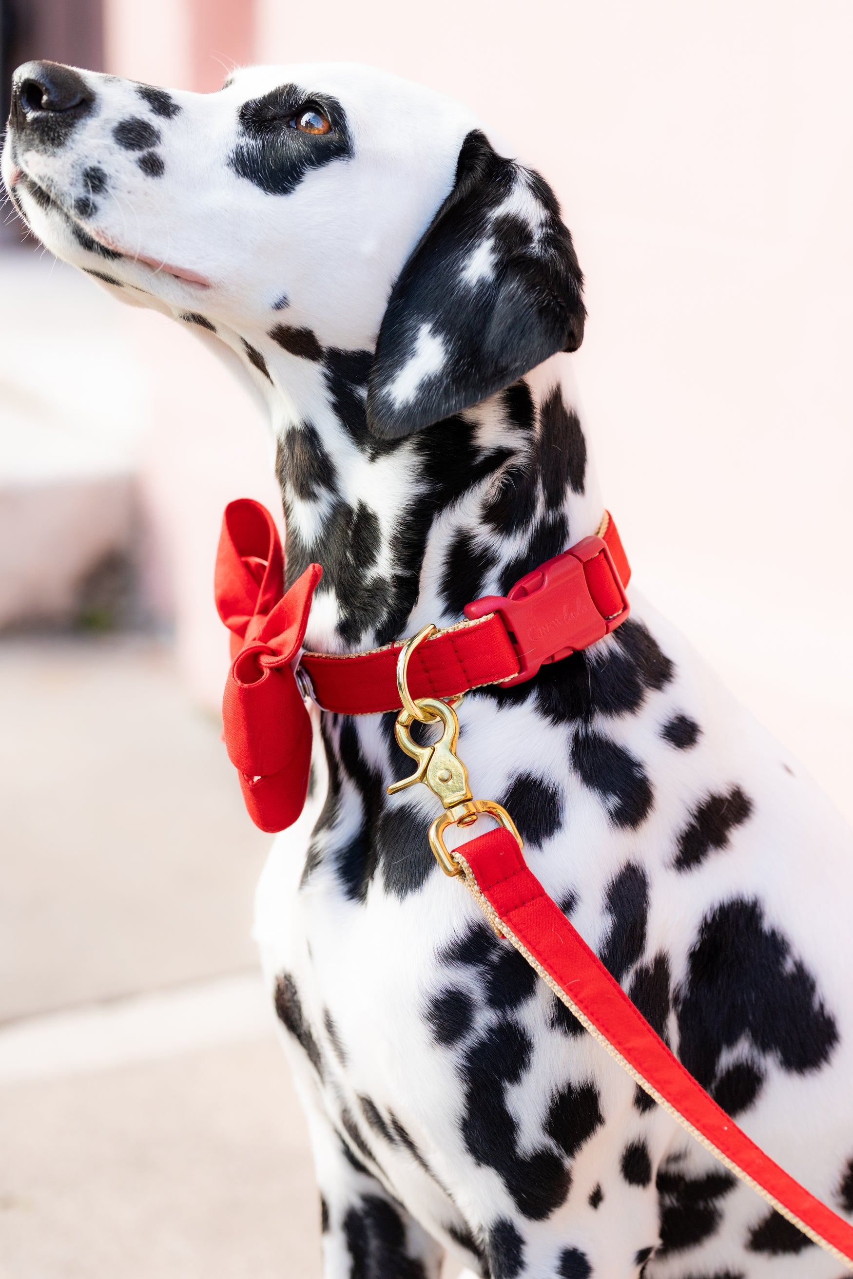 American Made Dog Collars, Bow Ties, Girl Bows, & Leashes