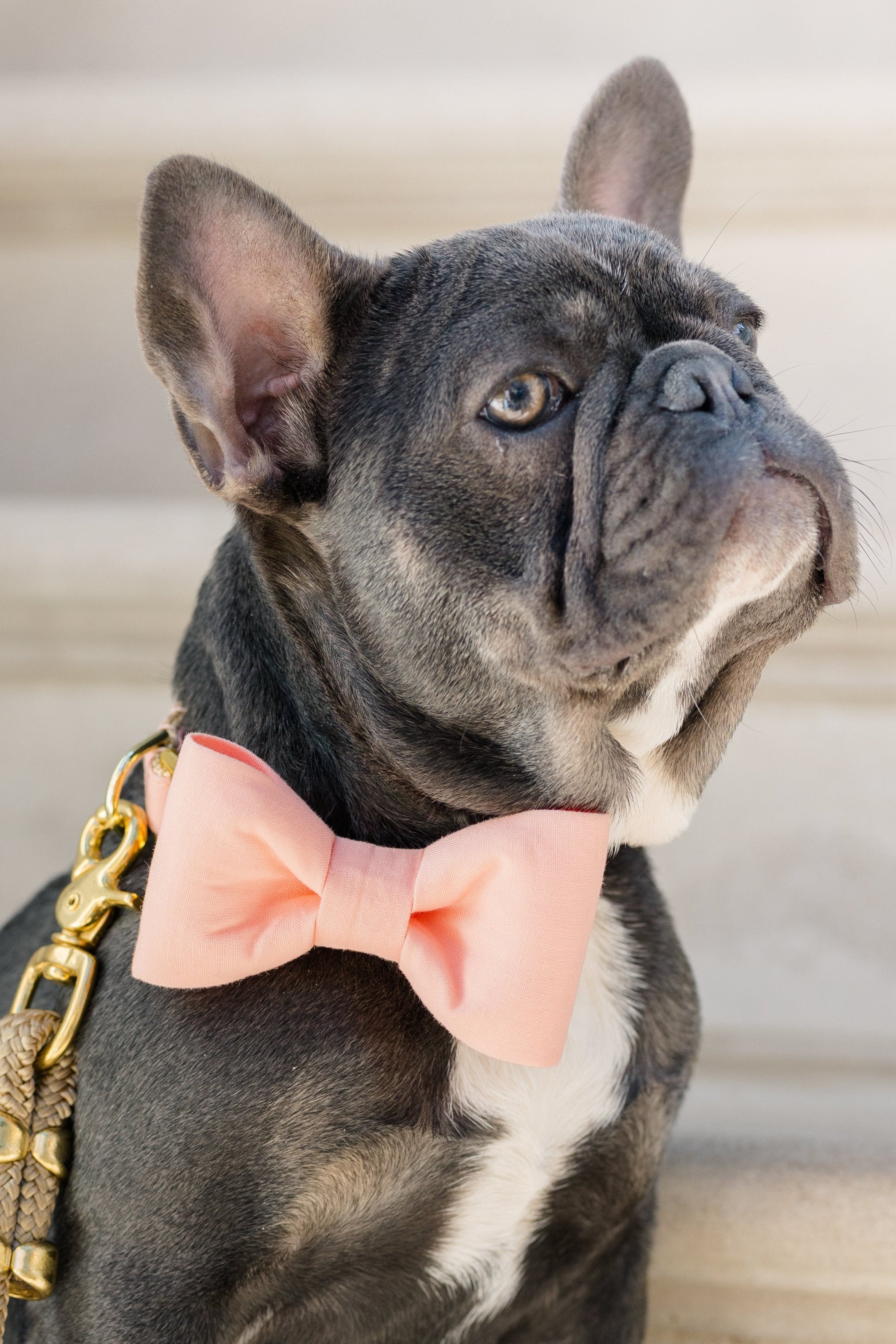 American Made Dog Collars Bow Ties Girl Bows Leashes