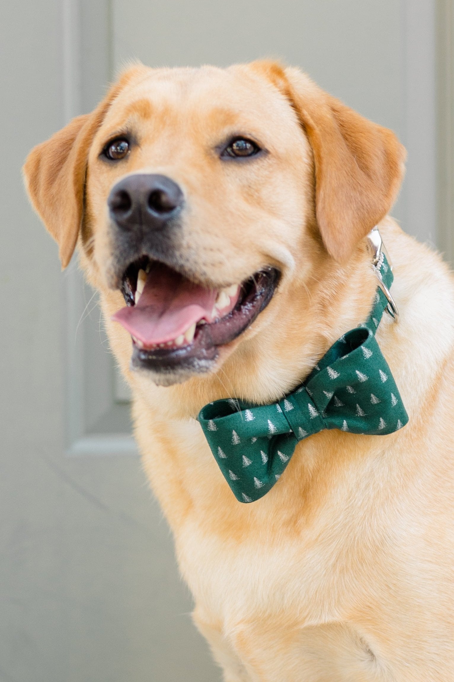 American Made Dog Collars, Bow Ties, Girl Bows, & Leashes