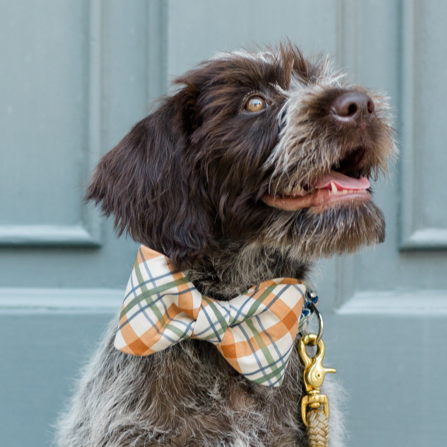 Dog bow tie collars for sale store