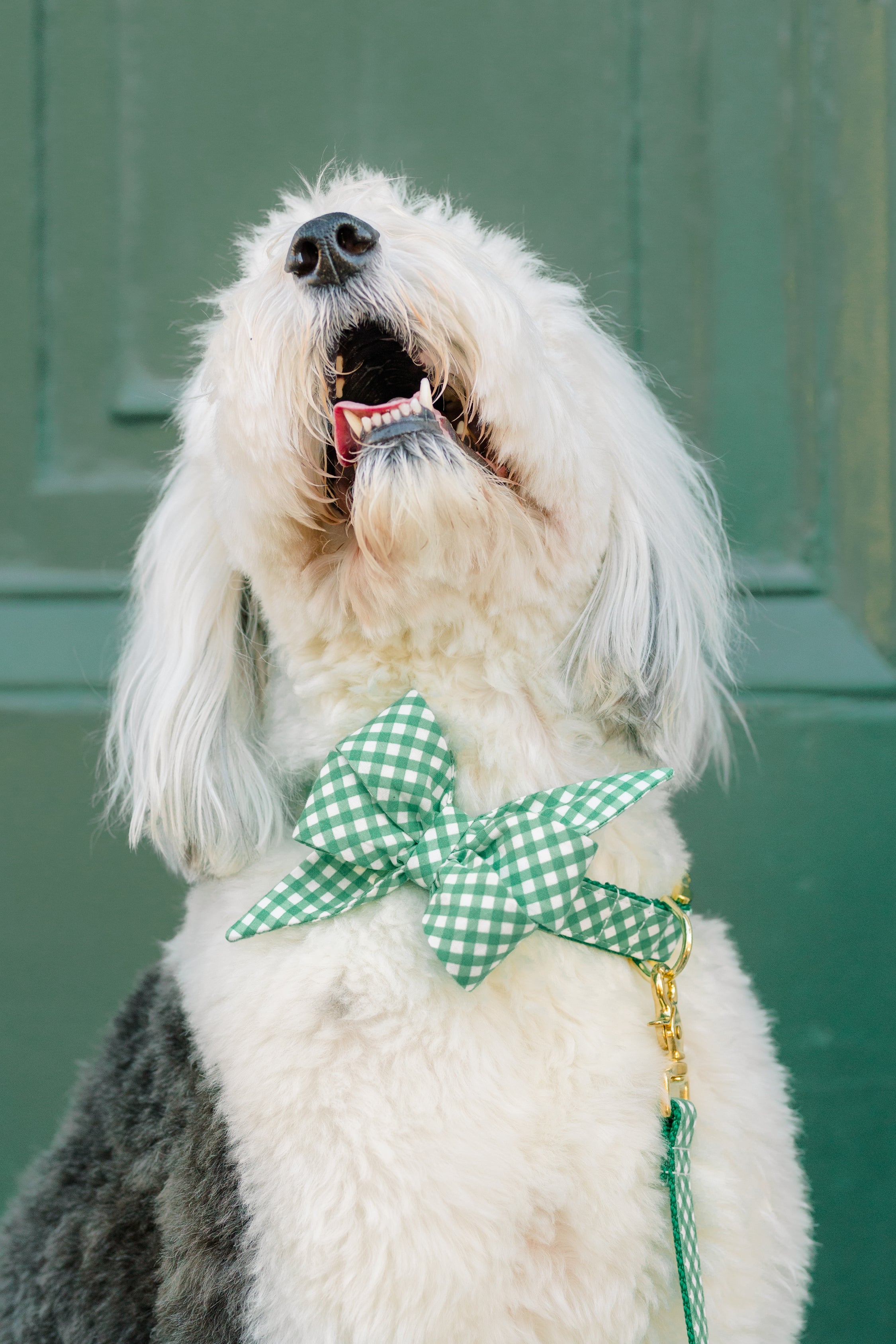 American Made Dog Collars, Bow Ties, Girl Bows, & Leashes